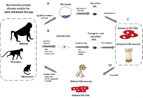 Overview Of The Workflow For Testing Pluripotent Stem Cells Download Scientific Diagram