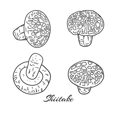 Hand Drawn Shiitake Mushroom Set Vector Art At Vecteezy