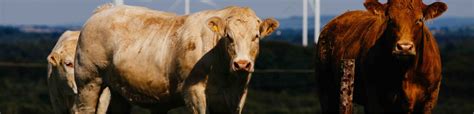 Eu Beef Market European Beef And Lamb Ireland Working With Nature