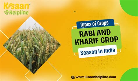 Types Of Crops Rabi And Kharif Crop Season In India