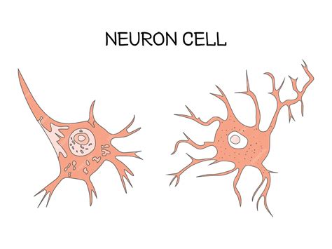 Premium Vector Neuron Cell Vector Illustration Premium Vector Neuron Cell Vector Illustration