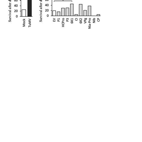 A Percent Survival Of Turnip Mosaic Virus Tumv Infected And