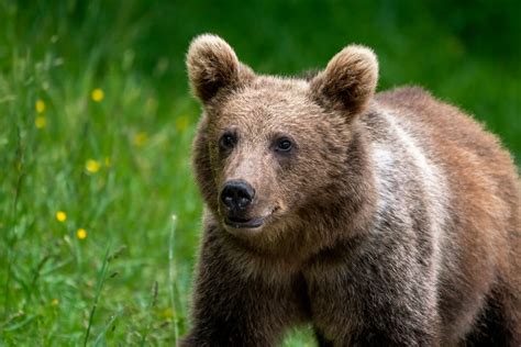 Jeff Garzikbacked Hemi Labs Raises 15m To Expand Bitcoin Programmability