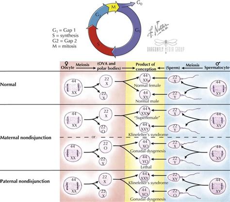 Principles Of Human Genetics Obgyn Key