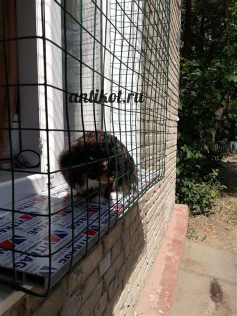 Выгул на окно для кошек балкон в Москве