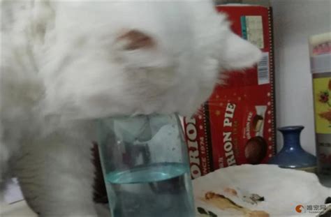 猫咪能喝自来水烧的凉开水吗 可以放几天 唯宠网