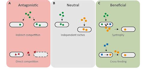 Exploring Bacterial Interactions Or How To Become A Bacteria