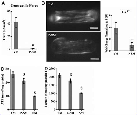 Contractile And Metabolic Functions Of Human Skeletal Muscle Tissue