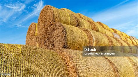 많은 노란색 둥근 건초 더미는 푸른 하늘 배경에 놓여 있습니다 건초 농장 은 둥근 베일로 깍는 배경 및 텍스트용 이미지입니다 0명에 대한 스톡 사진 및 기타 이미지 Istock