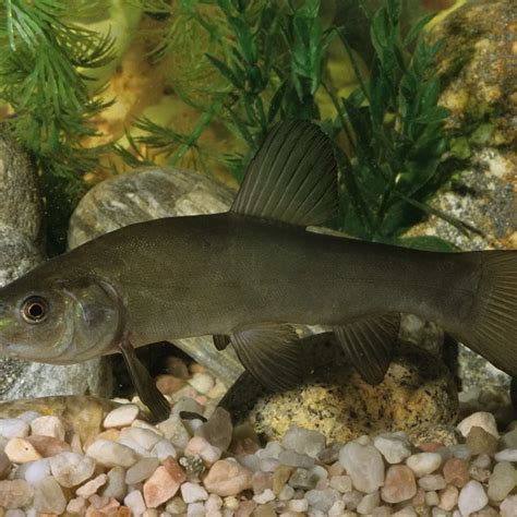 Tench Facts Diet Habitat And Pictures On Animaliabio