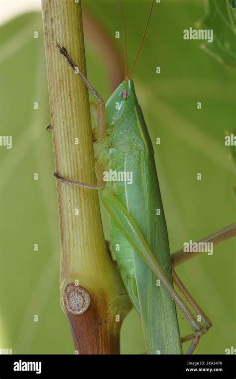 Vertical Closeup On A Large Green Mediterranean Cone Headed Grasshopper Ruspolia Nitidula In