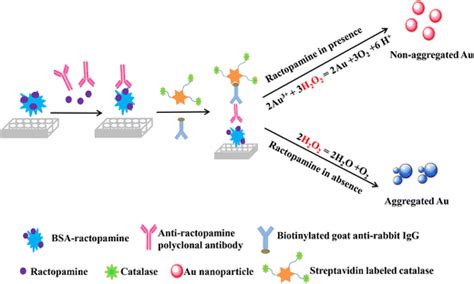 The Working Principle Of The Gold Nanoparticle Based Colorimetric Elisa Download Scientific