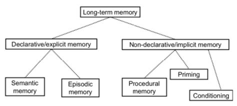 NE Learning And Memory II Flashcards Quizlet