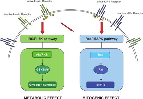 Schematic Demonstration Of Signalling Pathways Activated By Insulin