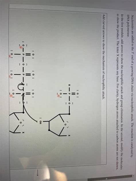 Solved Nucleotides Are Added To The 3 End Of A Growing Dna