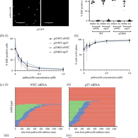 A Models Of Palbociclib Mechanism Of Action I Model 1 Direct Download Scientific Diagram