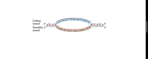 Solved Write The Sequence Of The Rna Transcript From The Dna