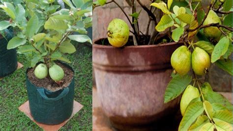 Growing Guava From Seed