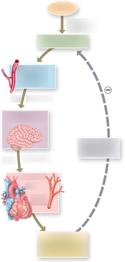 negative feedback loop diagram quizlet