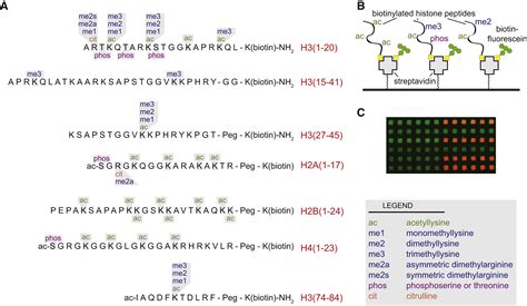 Influence Of Combinatorial Histone Modifications On Antibody And Effector Protein Recognition