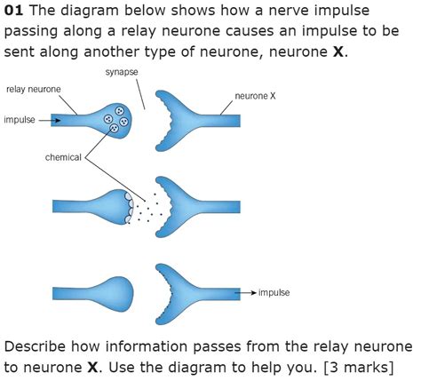 01 The Diagram Below Shows How A Nerve Studyx