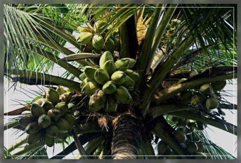 Trees In UAE All You Need To Know Al Ardh Alkhadra