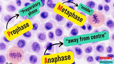 Easy Trick To Identify Mitotic Stages Under Microscope Mitotic Index Calculation And