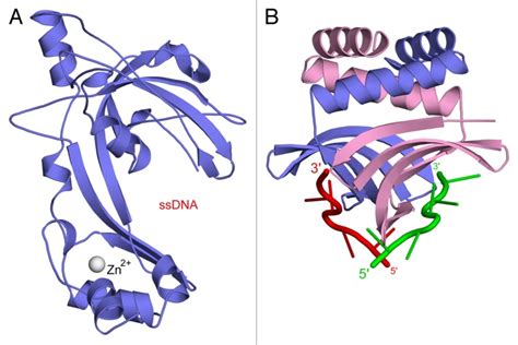 Identification Of The Ssdna Binding Protein Of Bacteriophage T5