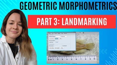 Geometric Morphometrics Part 3 Building And Landmarking Youtube