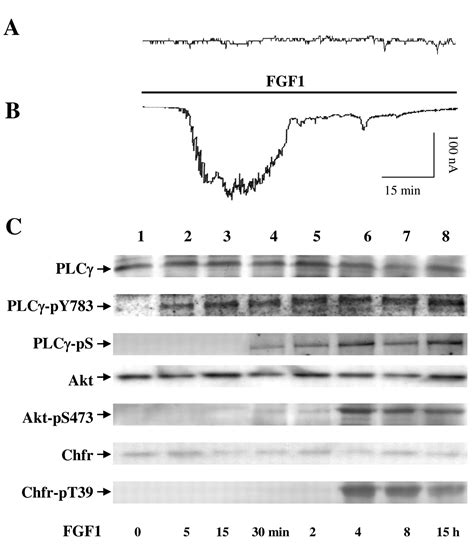 Figure 2 Akt Interaction With Plcγ Regulates The G2 M Transition Triggered By Fgf Receptors