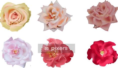 Påslakan Sex Steg Blom Isolerade På Vit Bakgrund Pixers Se