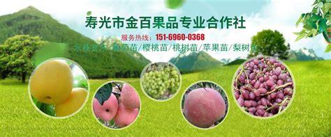寿光葡萄苗 寿光樱桃苗 寿光市金百果品专业合作社