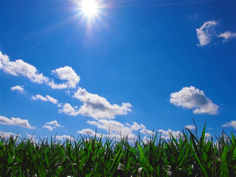 Green Grass Under Blue Sky Hd Wallpaper Wallpaper Flare