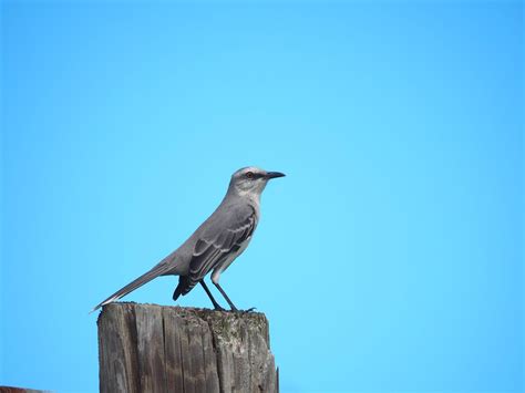 Mockingbird Nature Bird Free Photo On Pixabay Pixabay