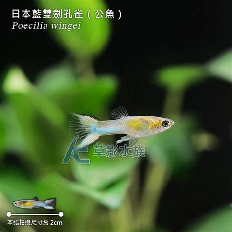 AC草影日本藍雙劍孔雀公魚四隻FAA01082 露天市集 全台最大的網路購物市集