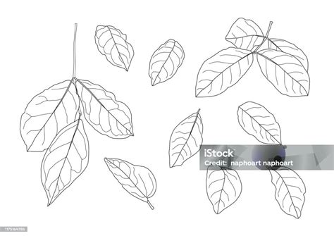잎 선 단일 잎과 잎 패턴 검은 색흰색 배경 일러스트 벡터에 색상 장식에 가져 개념에 대한 스톡 벡터 아트 및 기타 이미지 개념 검은색 계획 Istock