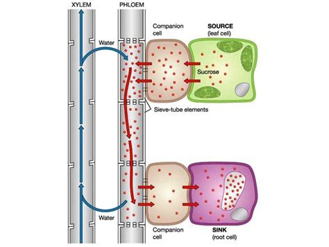 Xylem And Phloem A Plants Source And Sink Anna39s Plants