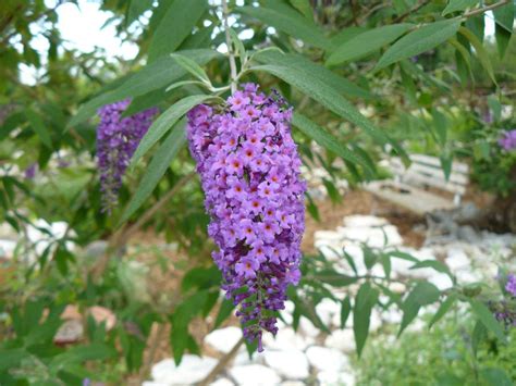 Растение с сиреневыми цветами 72 фото