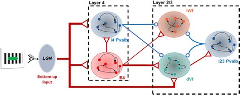 Dynamic Network Analysis Reveals Crucial L23 Inhibitory Pathways