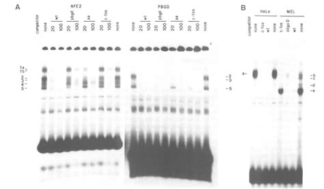 Gel Retardation Analysis Of Dimer Nf E2 And Nf E1 Binding Sites Panel Download Scientific