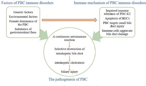 Figure 1 From Pathogenesis Of Primary Biliary Cholangitis Semantic Scholar