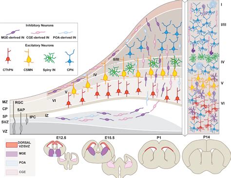 Generating Neuronal Diversity In The Mammalian Cerebral Cortex