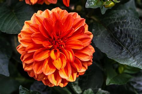 25 Bold Orange Flowers That Steal The Show In Any Garden Design
