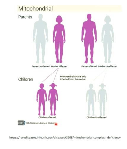 lecture 13 patterns of inheritance mitochondrial flashcards quizlet