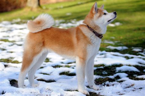 Akita Inu Wallpapers Top Free Akita Inu Backgrounds Wallpaperaccess