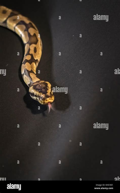 Royal Or Ball Python Snake Isolated On Black Background Stock Photo Alamy