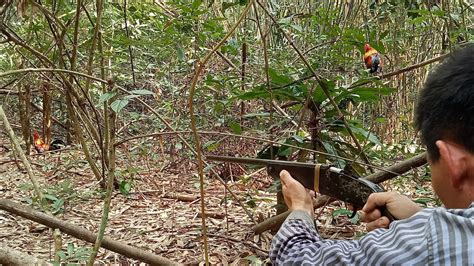 Cuab Qaib Qus Youtube