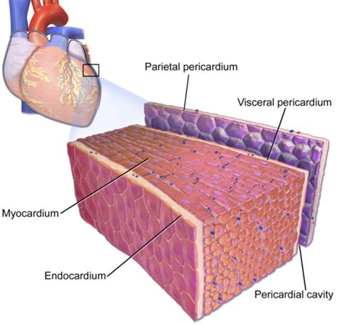 Anatomy Lab 2 Exam Flashcards Quizlet