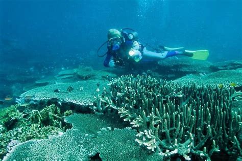 Explore Balicasag Island Bohols Marine Sanctuary Paradise Bohol