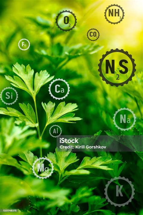 미네랄 비료 토양에서 자라는 어린 묘목 허밍의 녹지 의 성장에 유리한 화학 조성의 개념 녹색에 대한 스톡 사진 및 기타 이미지 녹색 광물질 미량 원소 Istock